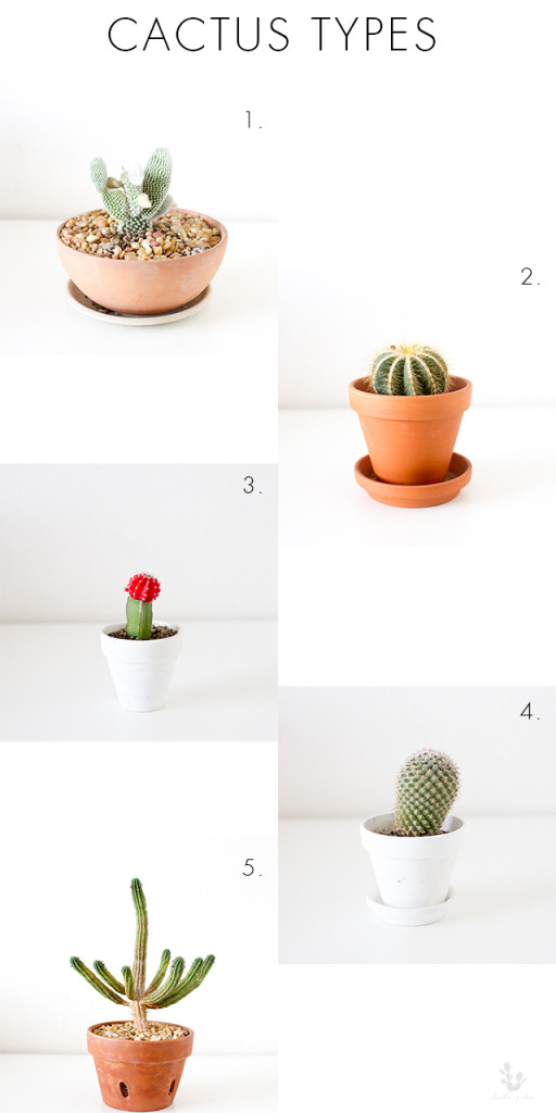 Cacti Types – Hola Sara